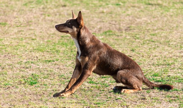 Australian Kelpie Dog Breed: Info, Pictures, Traits & History – Dogster