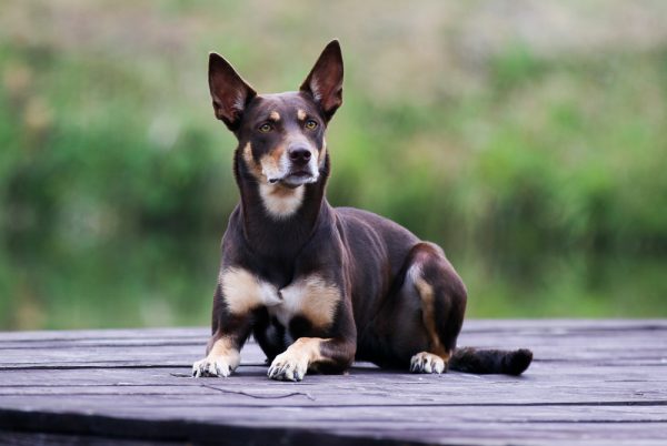 Australian Kelpie Dog Breed: Info, Pictures, Traits & History – Dogster