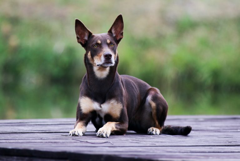 Australian Kelpie Dog Breed: Info, Pictures, Traits & History – Dogster
