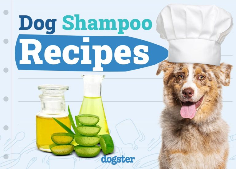 Homemade Dog Shampoo: 4 Simple Recipes – Dogster