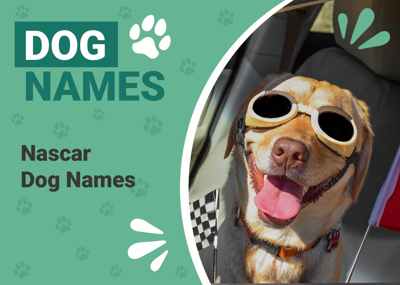 135+ NASCAR Dog Names: Fun Options For Your Racing Pet – Dogster