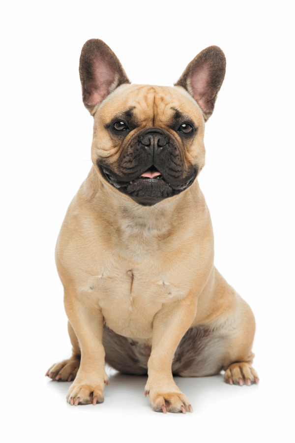 French Bulldog: Cool & Interesting Facts About Frenchies – Dogster