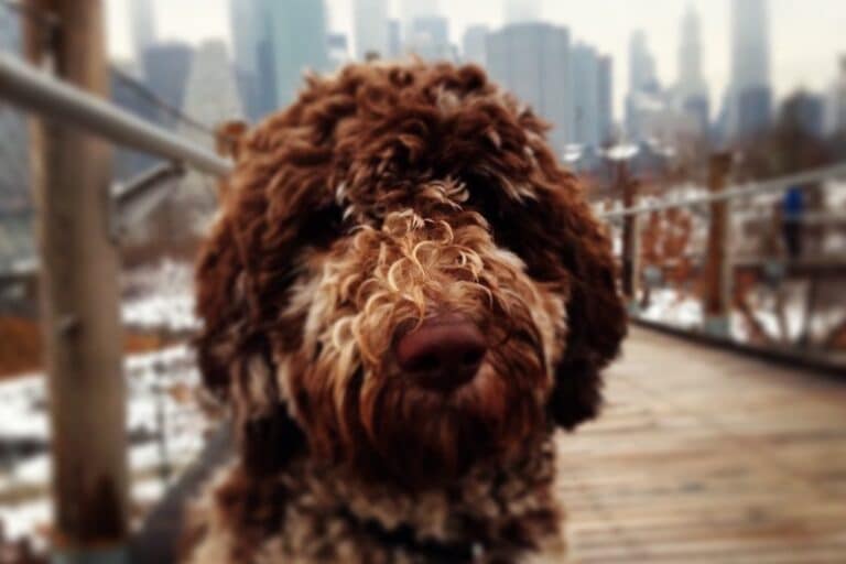 Barbet Dog Breed: Info, Pictures, Facts, & Traits – Dogster