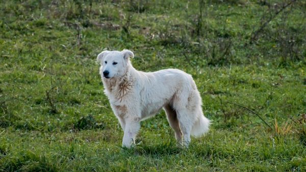 Maremma Dog Breed Info, Pictures, Facts, & Traits – Dogster
