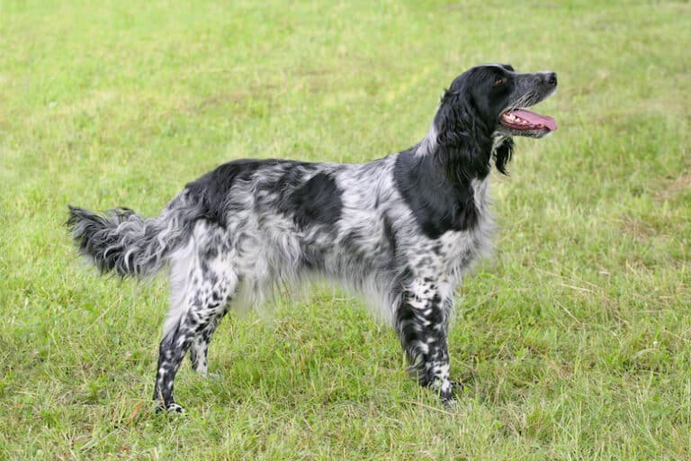 Large Munsterlander: Facts, Traits & History – Dogster