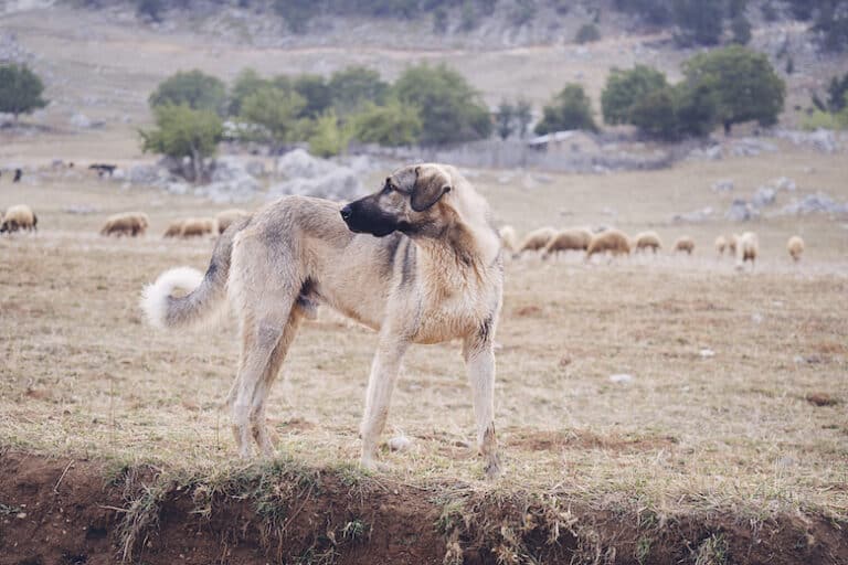 Kangal Dog Breed: Info, Pictures, Facts, & Traits – Dogster