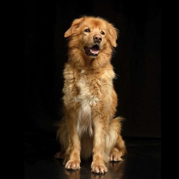 Hovawart – Dogster