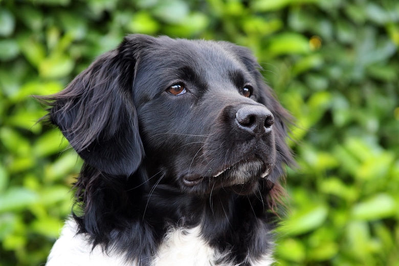 Stabyhoun: Info, Pictures, Facts, & Traits – Dogster