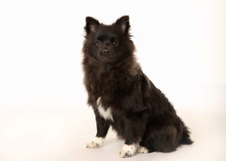 Volpino Italiano Dog Breed: Info, Pictures, Facts, & Traits – Dogster