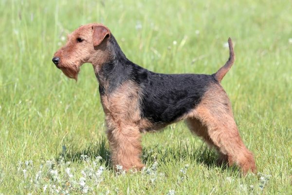 Welsh Terrier Dog Breed: Info, Pictures, Facts, & Traits – Dogster