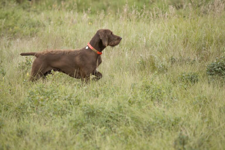 Pudelpointer Dog Breed: Info, Pictures, Facts, & Traits – Dogster