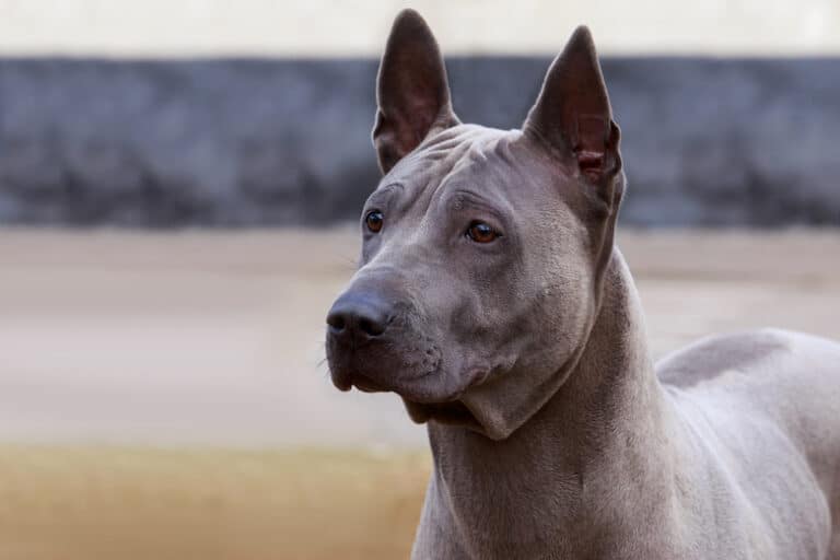 Thai Ridgeback Dog Breed: Info, Pictures, Facts, & Traits – Dogster