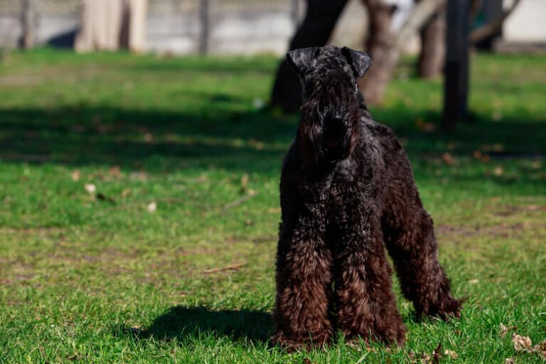 Kerry Blue Terrier: Facts, Traits & History – Dogster