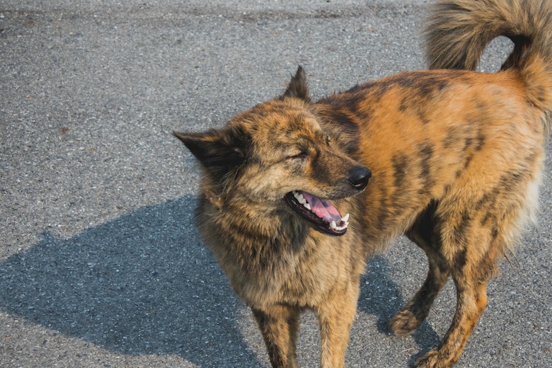 Kai Ken Dog Breed: Info, Pictures, Facts, & Traits – Dogster