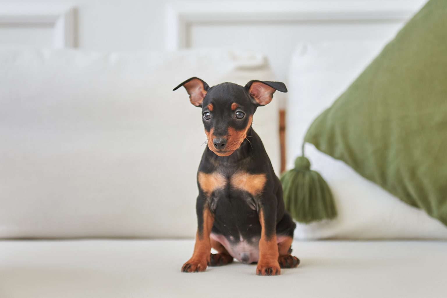 German Pinscher Dog Breed: Info, Pictures, Origin & More – Dogster