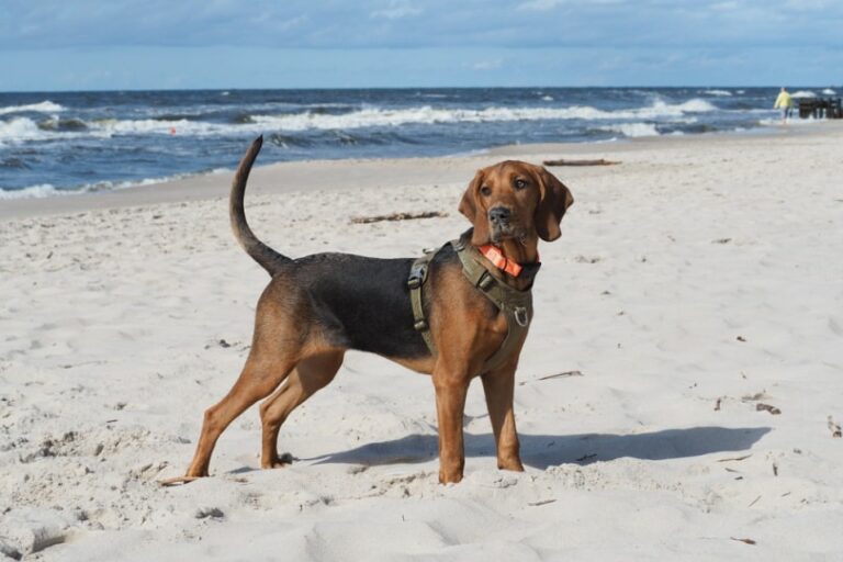 Chart Polski (Polish Greyhound): Info, Pictures, Facts & Traits – Dogster