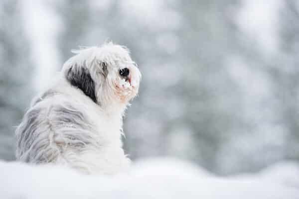 20 Rare Dog Breeds in the US: Info, Pictures & History – Dogster