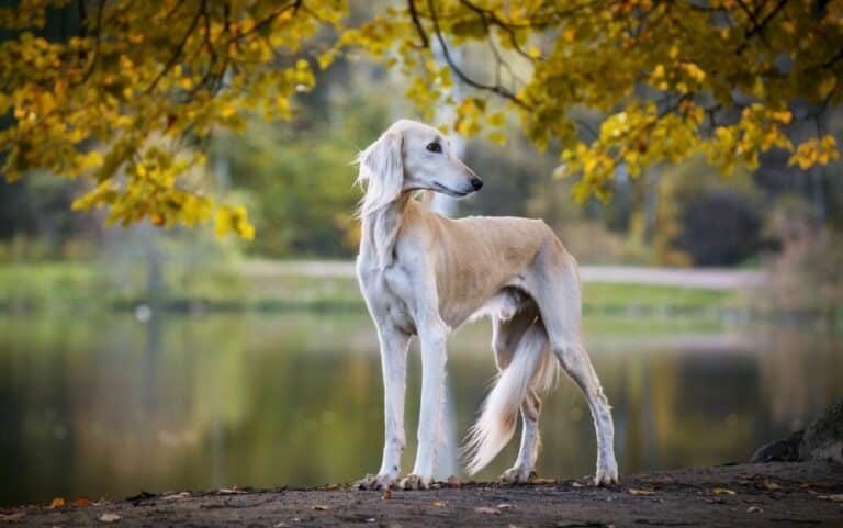 Saluki: Info, Pictures, Facts & Traits – Dogster