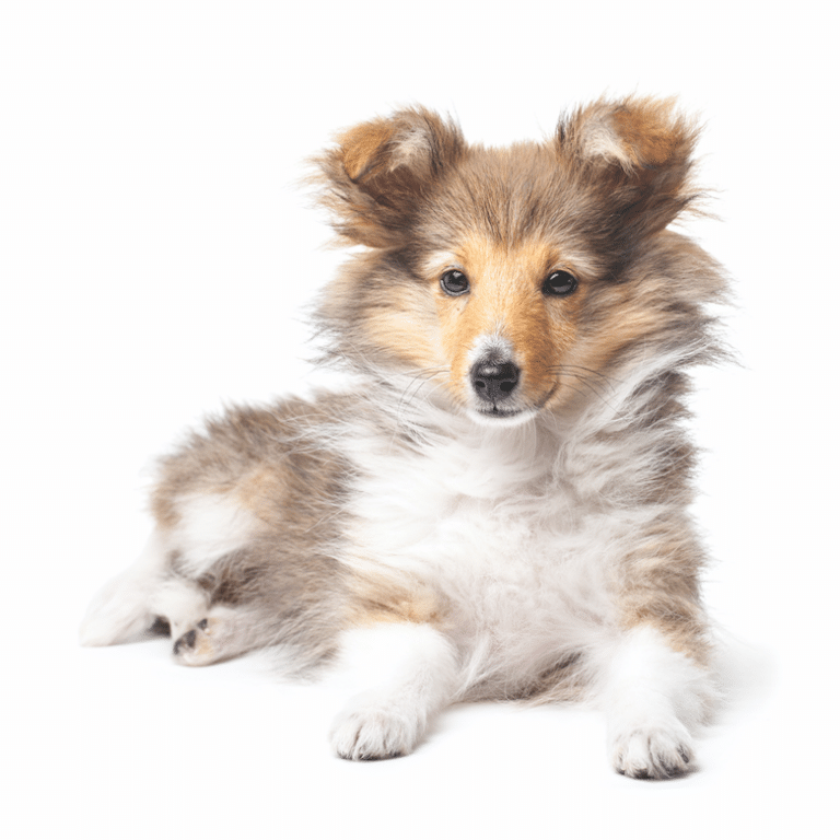 All About the Shetland Sheepdog (The Sheltie) – Dogster