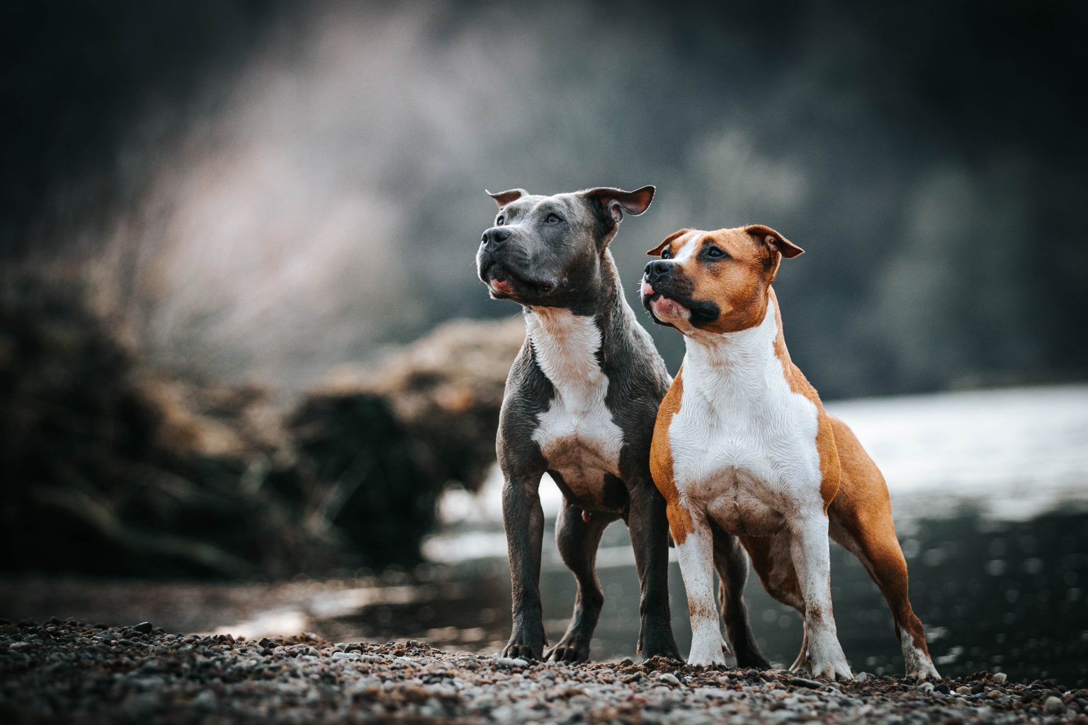 American Staffordshire Terrier Breed Info, Pictures, Facts & Traits ...
