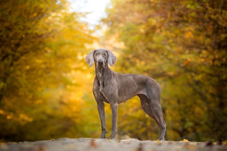 Weimaraner Dog Breed Info: Pictures, Traits & Care Guide – Dogster