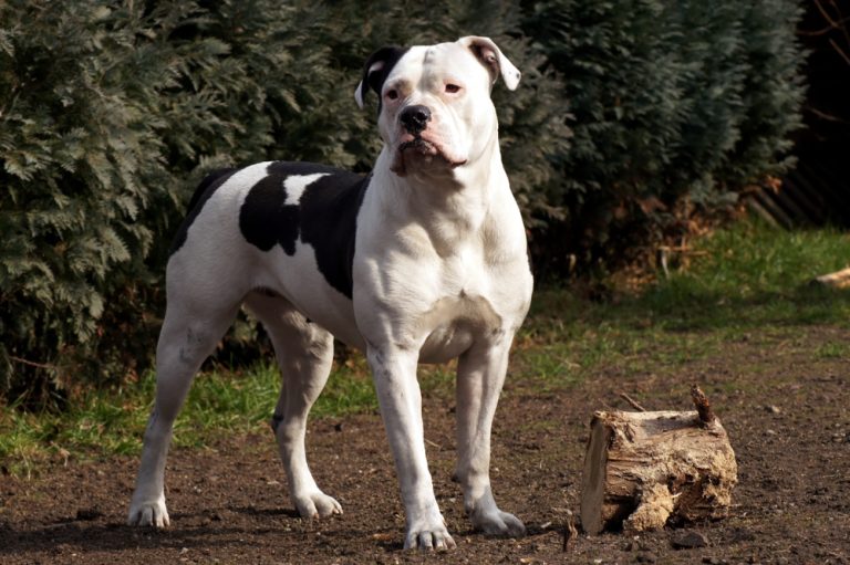 American Bulldog: Breed Info, Pictures, Facts, Traits & Care – Dogster