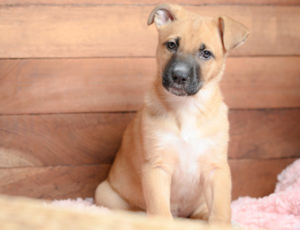 Black Mouth Cur Dog Breed: Info, Pictures, Care, Traits & History – Dogster