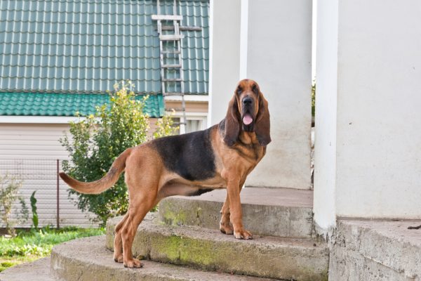 Bloodhound Dog Breed Info: Pictures, Facts, Traits & More – Dogster