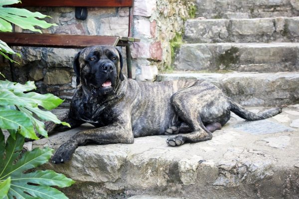 English Mastiff Dog Breed: Info, Pictures, Facts, Care & Traits – Dogster