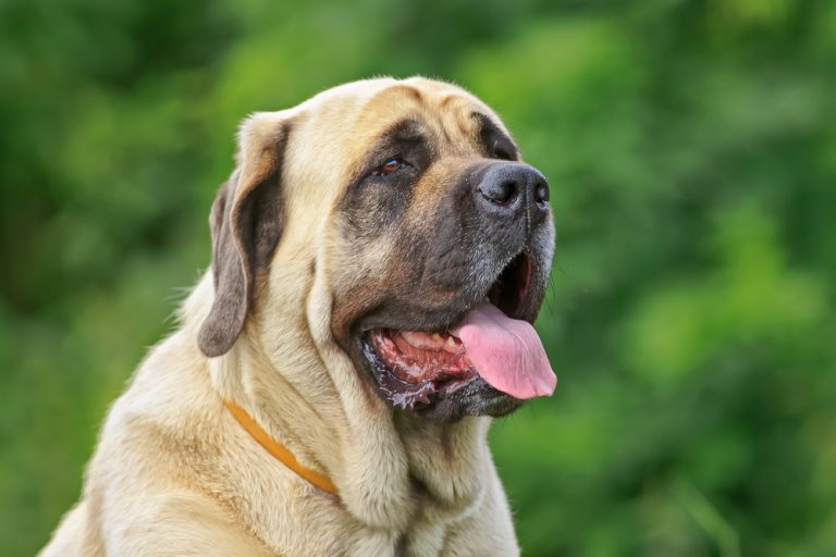 English Mastiff Dog Breed: Info, Pictures, Facts, Care & Traits – Dogster