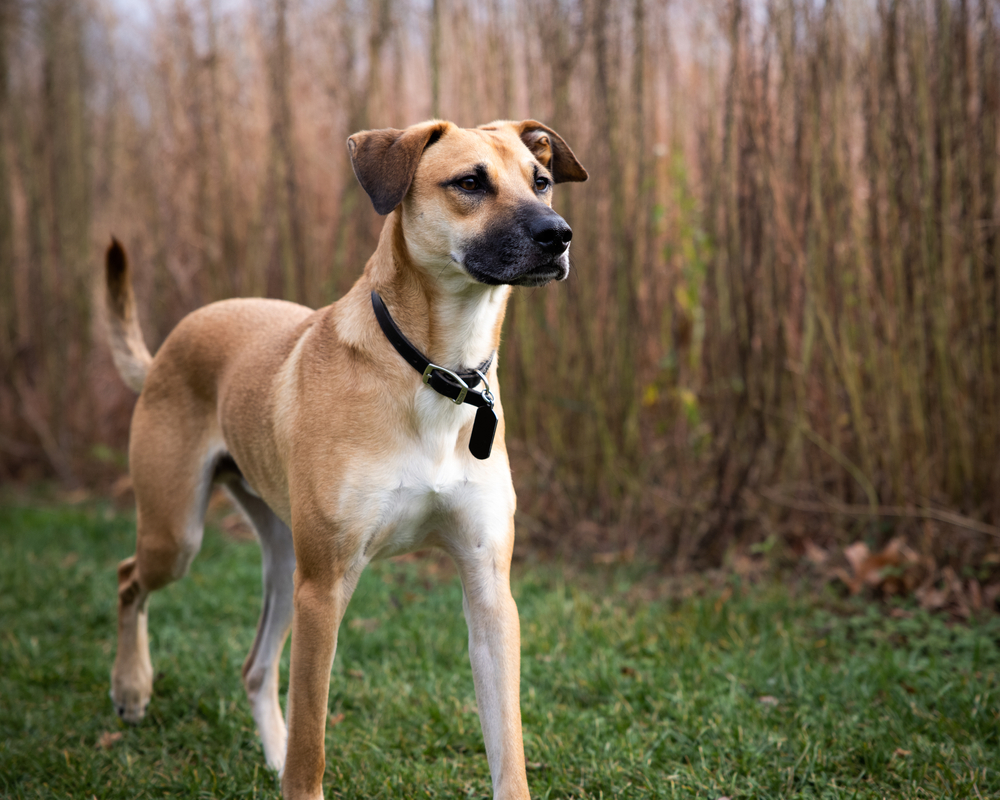 Black Mouth Cur Dog Breed: Info, Pictures, Care, Traits & History – Dogster