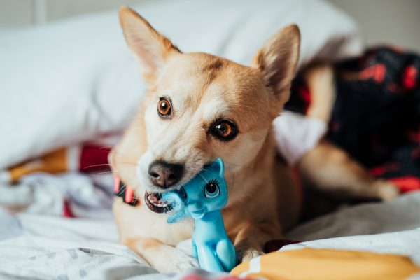 Carolina Dog: Breed Info, Pictures, Care, Traits & More – Dogster