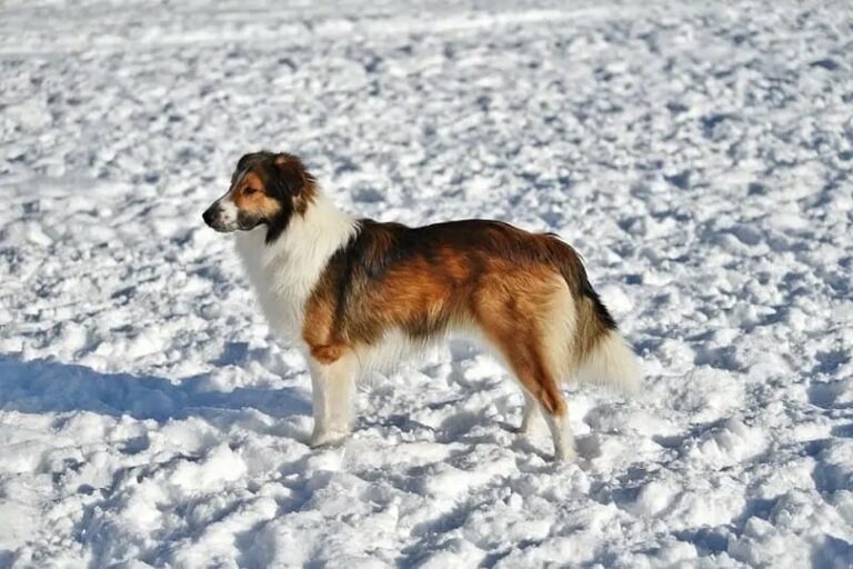 English Shepherd Dog Breed: Info, Pictures, Facts, Traits & History ...