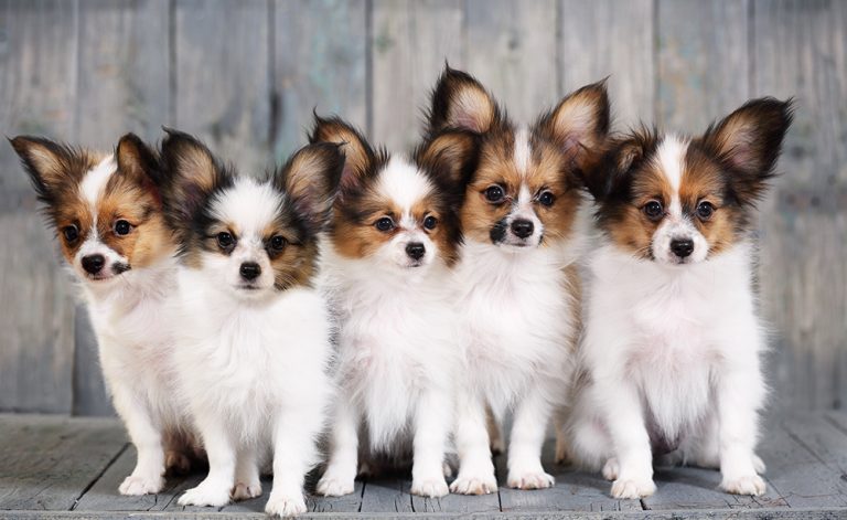 Papillon Dog Breed: Info, Pictures, Temperament & Traits – Dogster