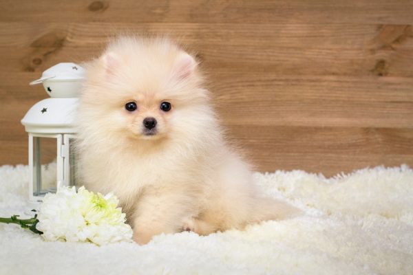 German Spitz Dog Breed: Info, Pictures, Care & More – Dogster