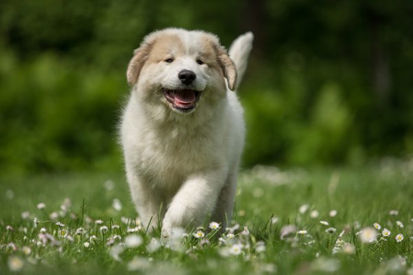 Great Pyrenees Dog Breed: Info, Pictures, Care & Facts – Dogster
