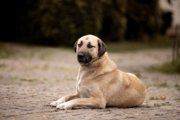 Kangal Dog Breed: Info, Pictures, Facts, & Traits – Dogster