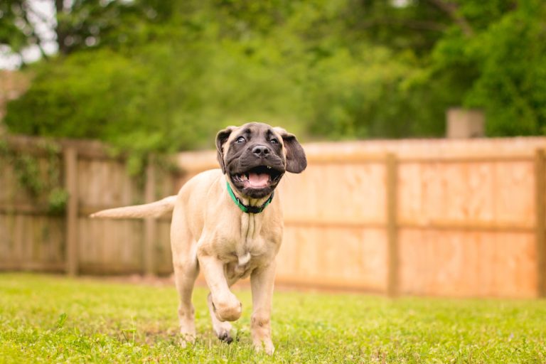 English Mastiff Dog Breed: Info, Pictures, Facts, Care & Traits – Dogster