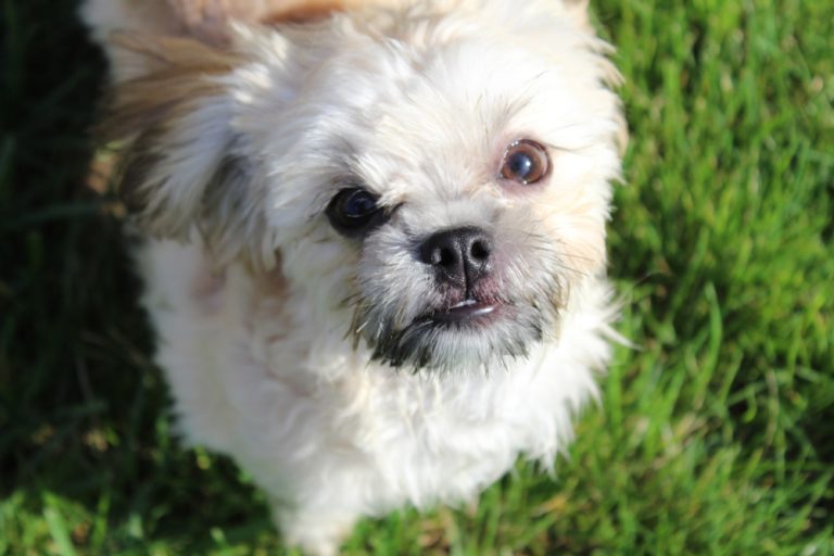 Mi-Ki Dog Breed: Info, Pictures, Care Guide & More – Dogster