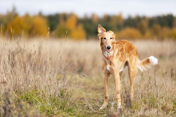 Borzoi Dog Breed: Info, Pictures, Facts, Traits & Care – Dogster