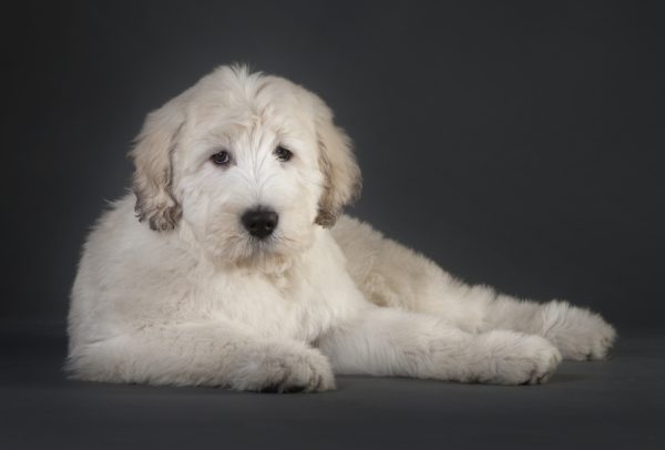 South Russian Ovcharka Dog Breed: Info, Pictures, Care, Traits & More ...
