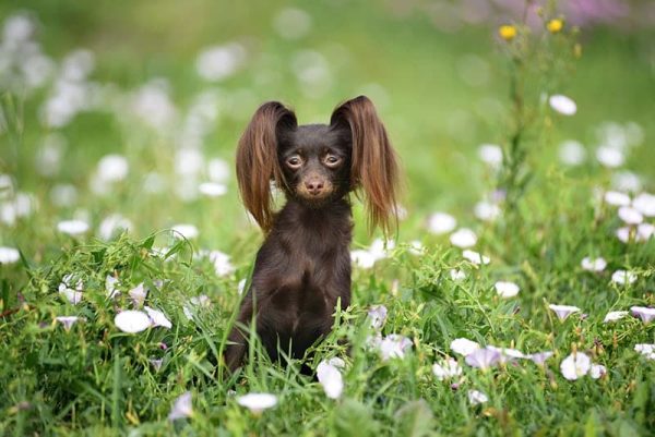 Russian Toy Terrier (Russkiy Toy): Info, Pictures, Facts, & Traits ...