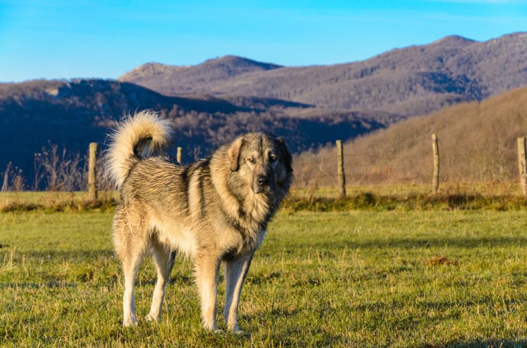 Sarplaninac Dog Breed: Info, Pictures, Facts & Traits – Dogster