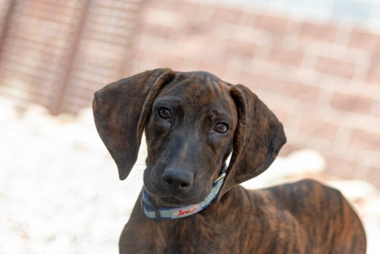 Plott Hound Dog Breed: Info, Pictures, Facts, & Traits – Dogster