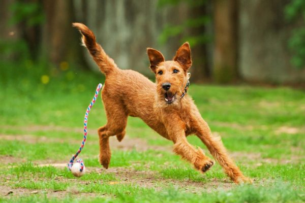 Irish Terrier Dog Breed: Info, Pictures, Origin & More – Dogster