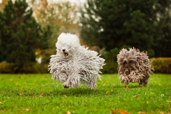 Puli Dog Breed: Info, Pictures, Characteristics & Care Guide – Dogster