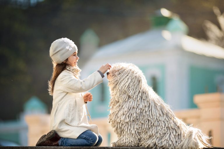 Puli Dog Breed: Info, Pictures, Characteristics & Care Guide – Dogster