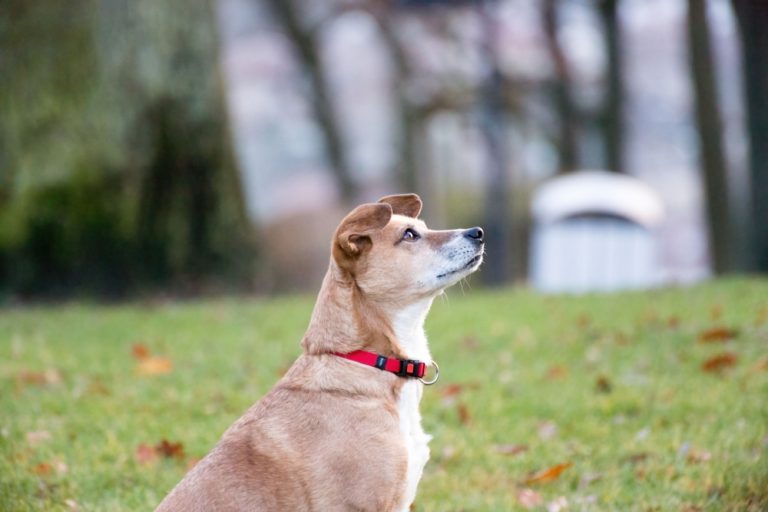 Carolina Dog: Breed Info, Pictures, Care, Traits & More – Dogster