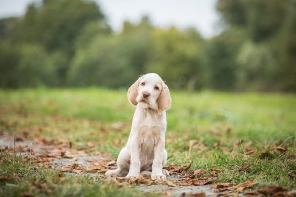 Spinone Italiano Dog Breed: Info, Pictures, Facts, & Traits – Dogster