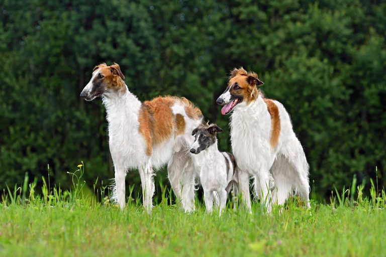 Borzoi Dog Breed: Info, Pictures, Facts, Traits & Care – Dogster